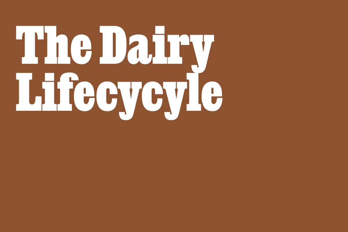 Dairy Lifecycle – Happy Valley Meat Company